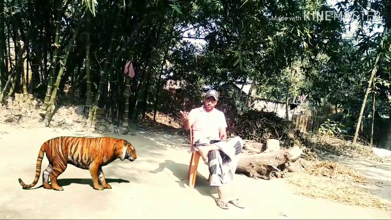Tiger my friends - YouTube