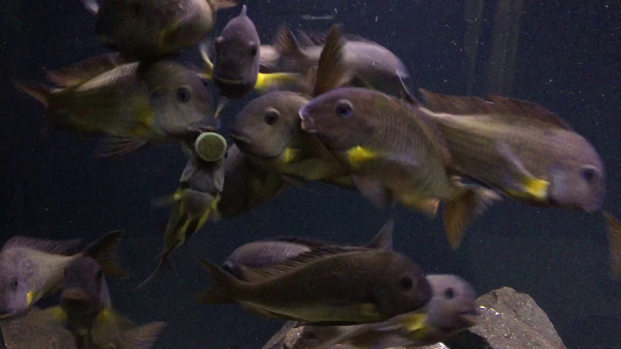 WF Tropheus Brichardi Isonga - YouTube