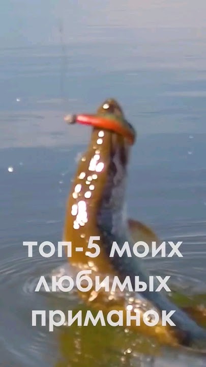 Топ-5 любимых джиговых приманок! #рыбалка #рыбак #fishing #приманки # ...