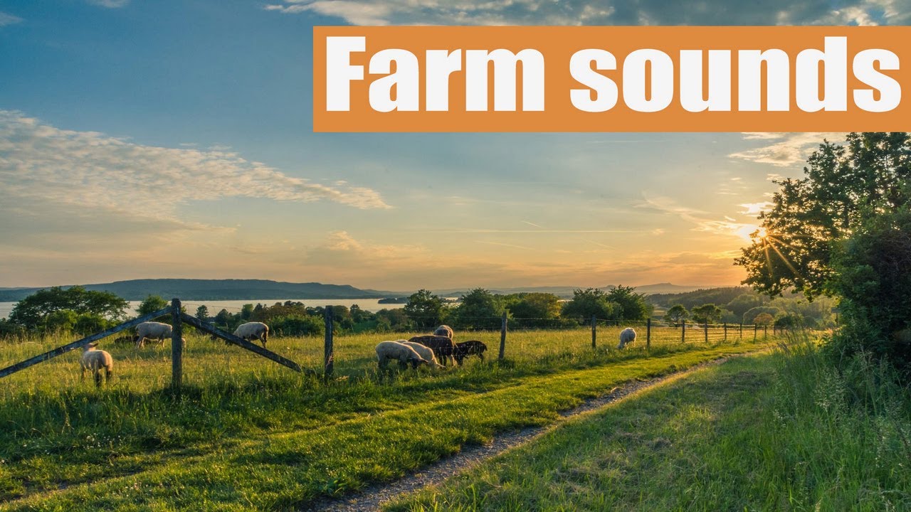 FARM ANIMALS. SOUNDS OF FARM. Cow, Goose, Chicken, Horse, Pig, Sheep ...