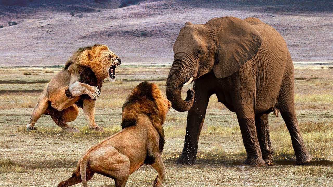 When Animals Messed With The Wrong Opponent - YouTube