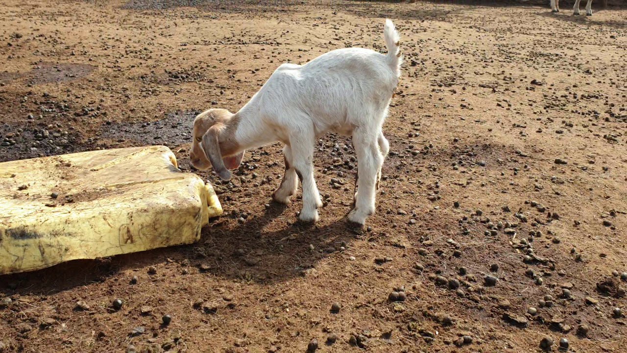 The effects of inbreeding in goats or cows - YouTube