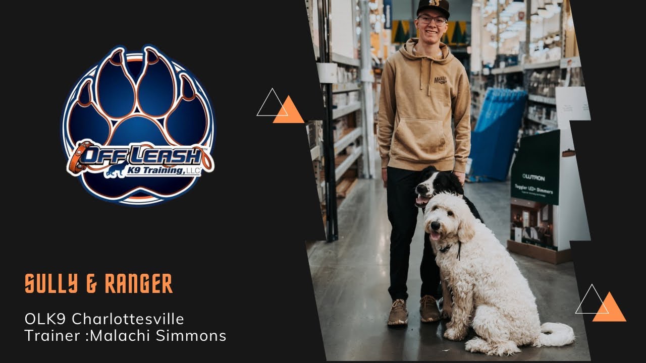 Sully & Ranger | 9M/O Golden doodle & 4 Y/O Shepherd mix | 2 week BNT ...