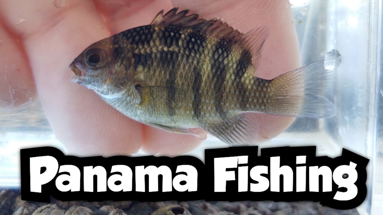 Catching Another New Species Out of the Tide Pools | Panama Fishing 🇵🇦 ...