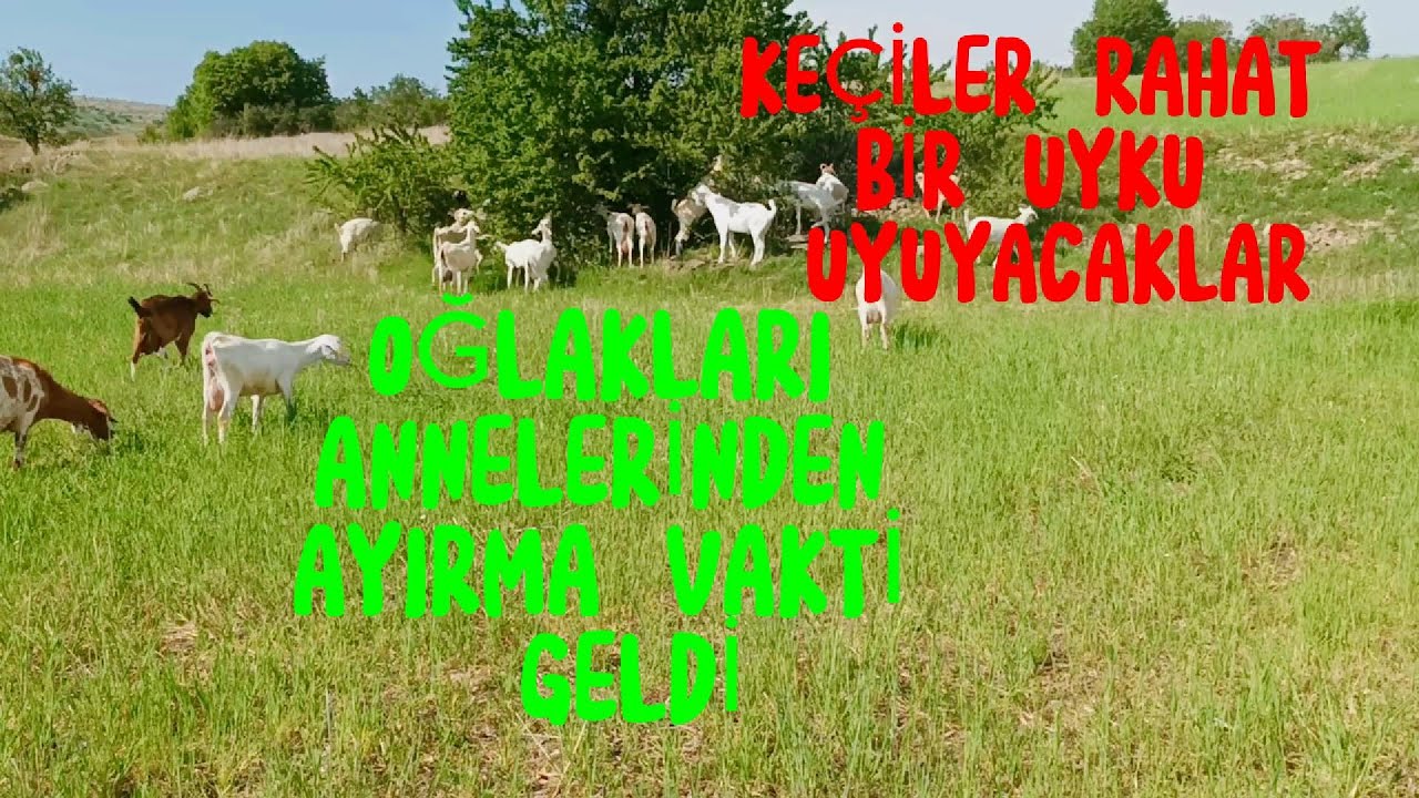 KEÇİLERİ OĞLAKLARDAN NE ZAMAN AYIRMALIYIZ YEM GEÇİŞİ NASIL OLMALI ...