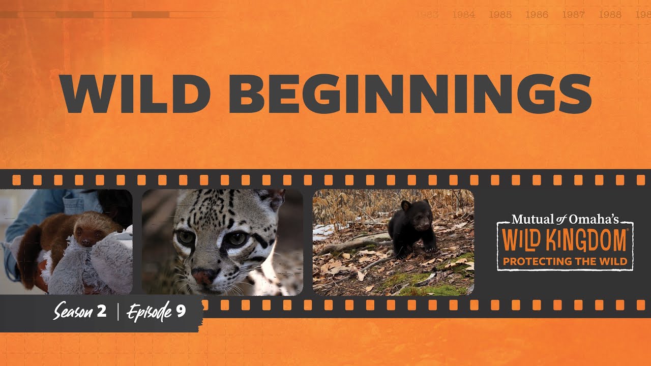 Wild Beginnings | Mutual of Omaha's Wild Kingdom Protecting the Wild - YouTube