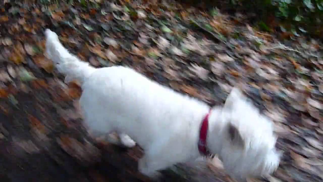 Westie Running. - YouTube