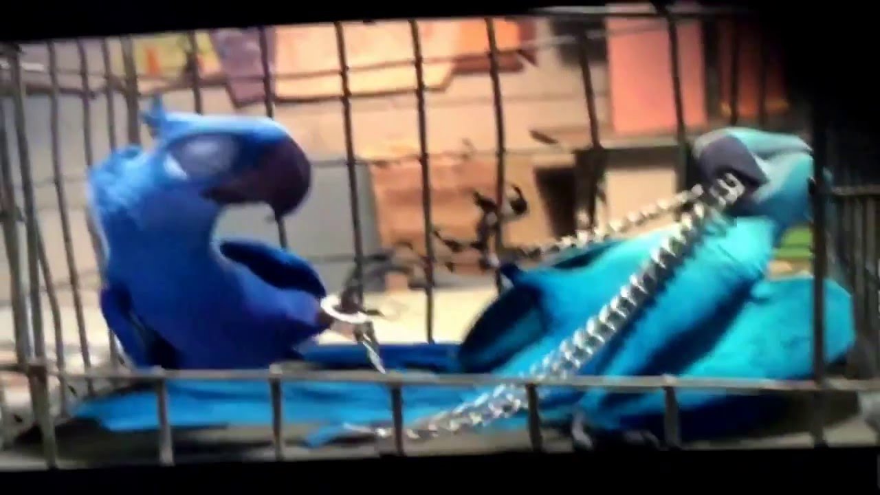 Rio blue and jewel get chained - YouTube
