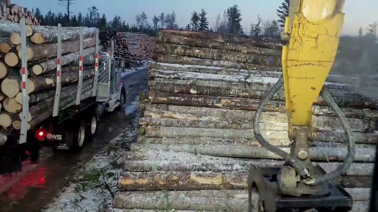 320CLL caterpillar log loader loading logs - YouTube