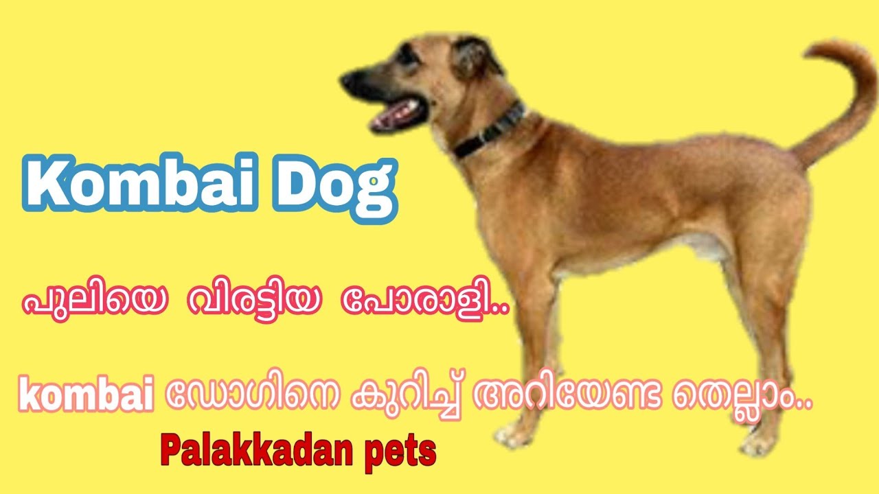 Kombai Dog || കോമ്പൈ നായകൾ|| Indian dog breed|| Malayalam Palakkadan ...