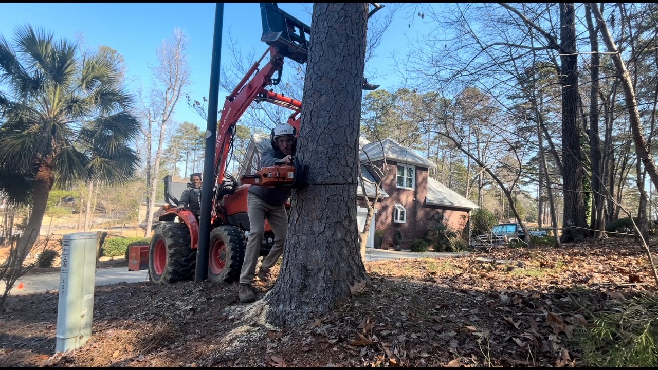 Customer said no way you can drop it right there:PINE TREE REMOVAL - YouTube