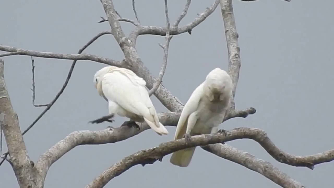 Parrot Trip 2016 - YouTube