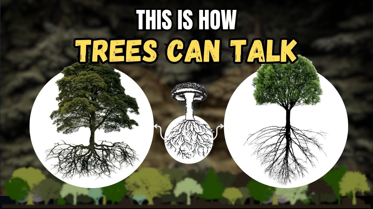 Trees Can Talk (Dr.Simard's Experiment) - YouTube