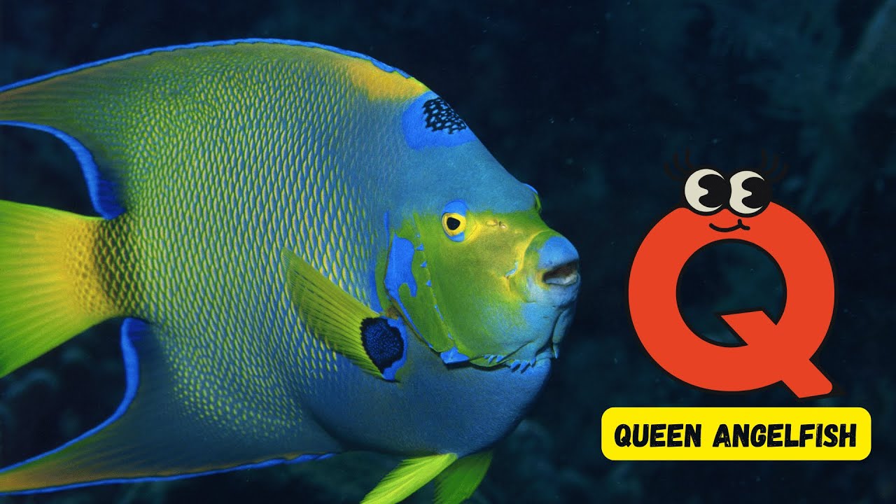 ABC Land and Sea Animals Song 🌍🐠 | Fun Alphabet Song for Kids | UZR ...