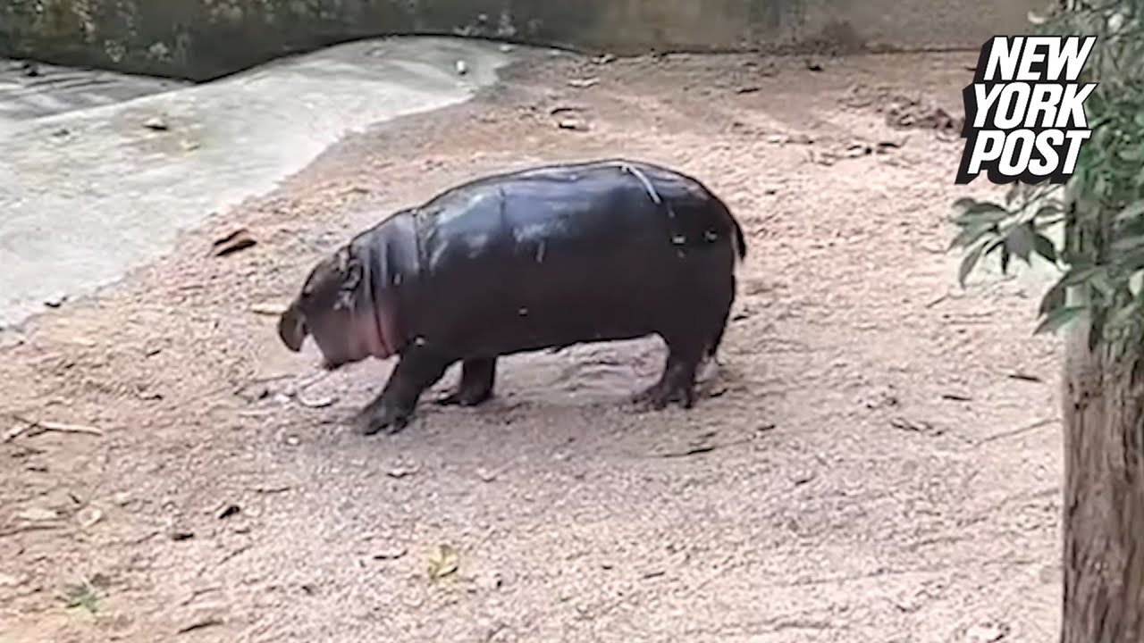 Moo Deng a thriller in adorable ‘moonwalk’ caught on viral video: watch ...