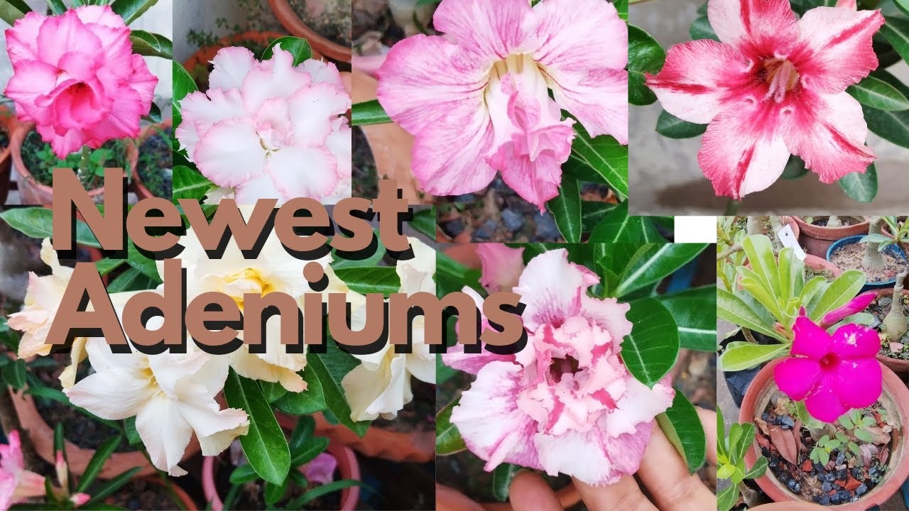 Newest Adeniums of this month - YouTube