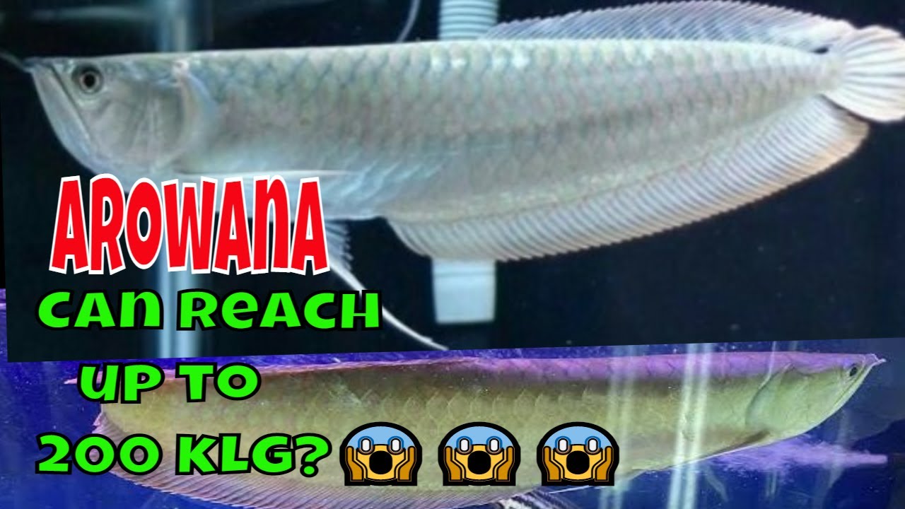 MOST BEAUTIFUL aROWANA | CARNIVOROUS FISH PIRANHAS ARE AFRAID OF ...