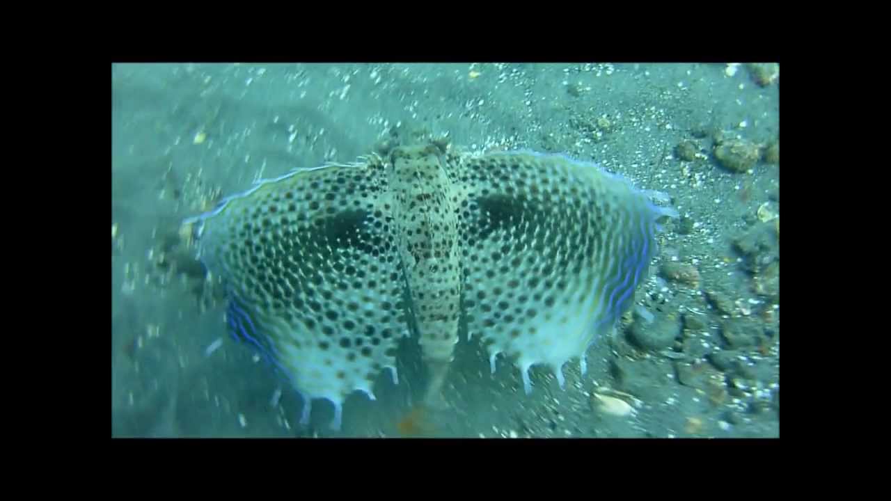 Knurrhahn, flying gurnard, Dactylopteridae - YouTube