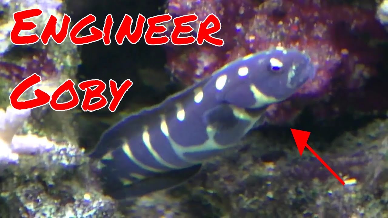 Engineer Goby - YouTube