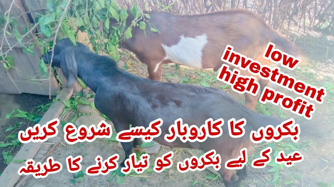 motivation video for new goat farming business man|how to start goat ...