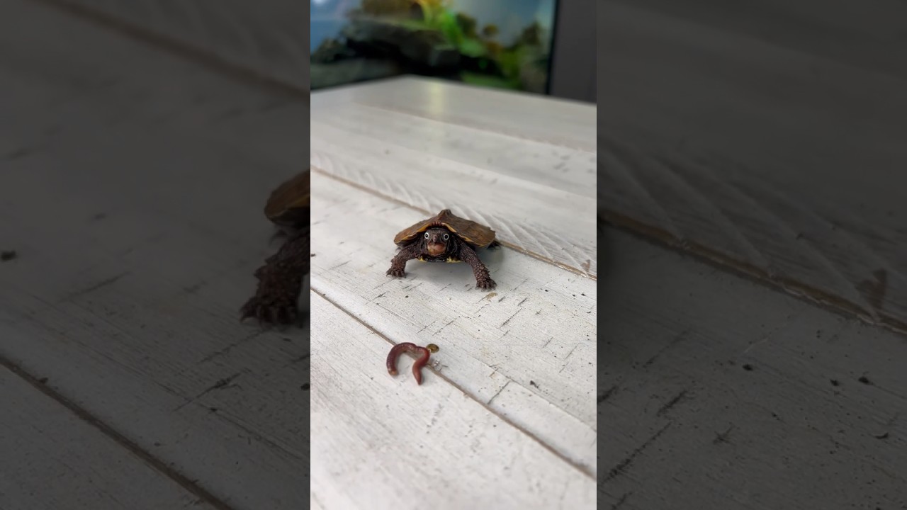 GOOGLY EYED TURTLE! #shorts - YouTube