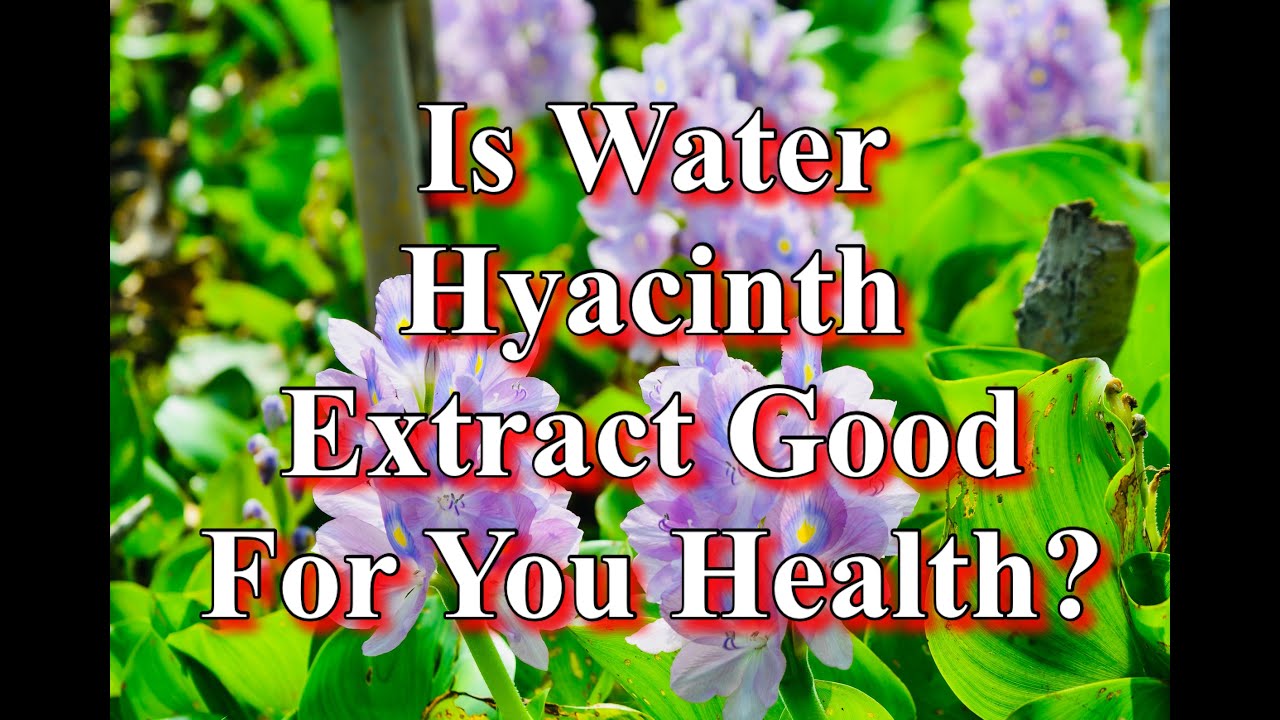 Is Water Hyacinth Extract Good for Your Health? - YouTube