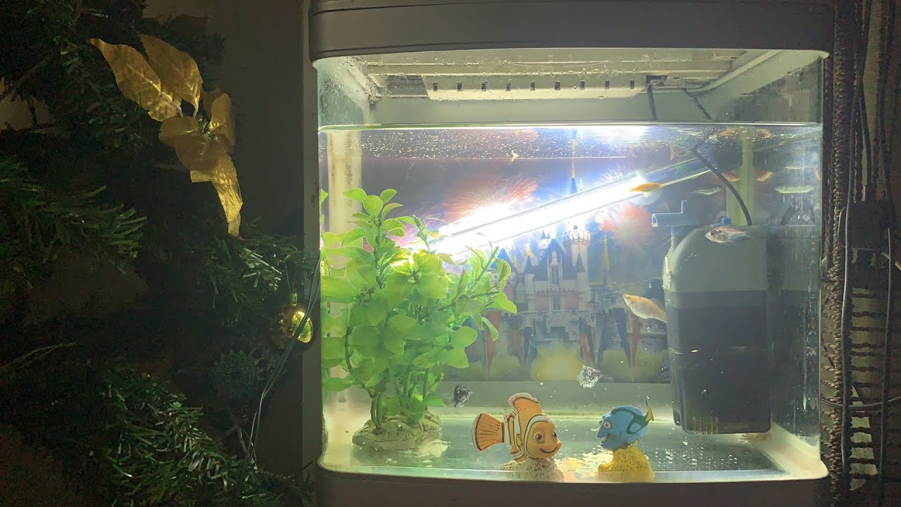 Relaxing view aquarium fish - YouTube