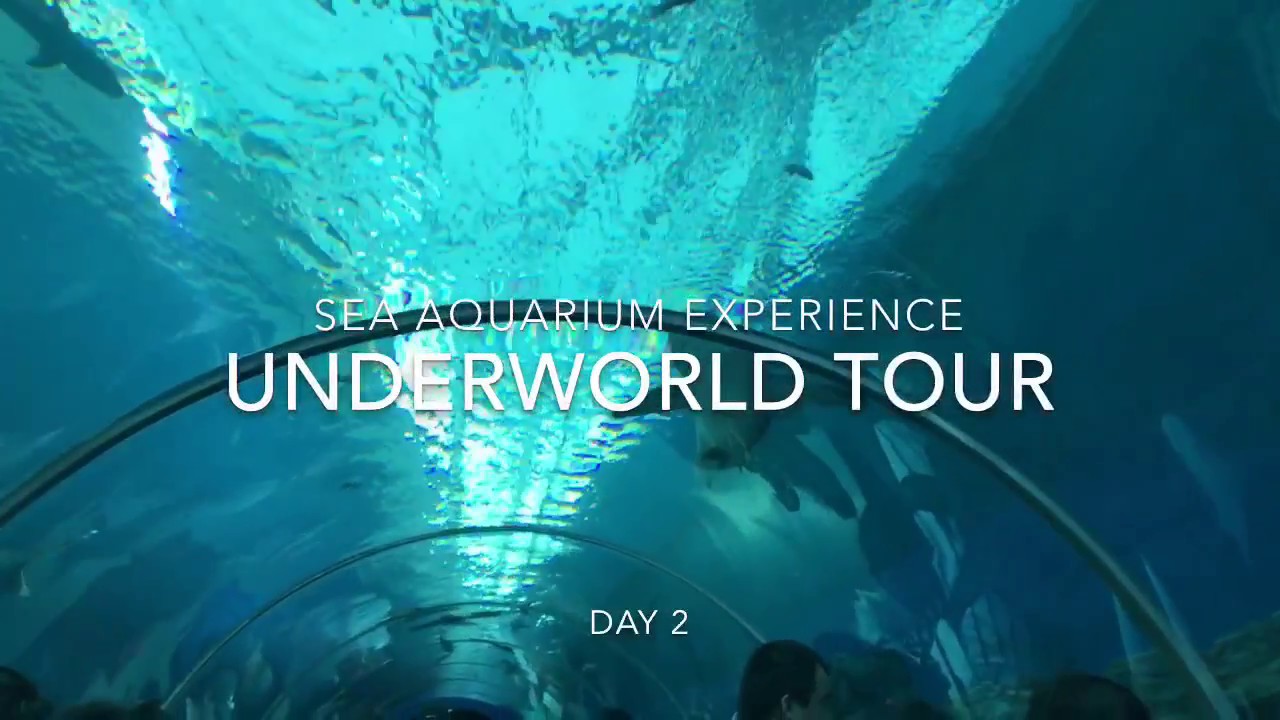 Sea Aquarium Experience - YouTube