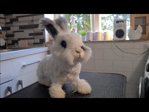 Angora Puppy Cut ✂️ #bunny #grooming #angora #rabbit #pets