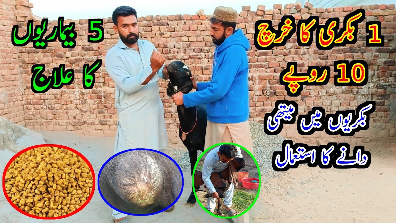 Benefits of Methi Dana In Goats - Bkri Ka Dhodh Barhany ka Triqa ...
