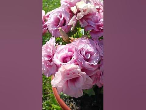 Самые махровые сорта эустомы #эустома #черенкованиеэустомы #сад #дача # ...