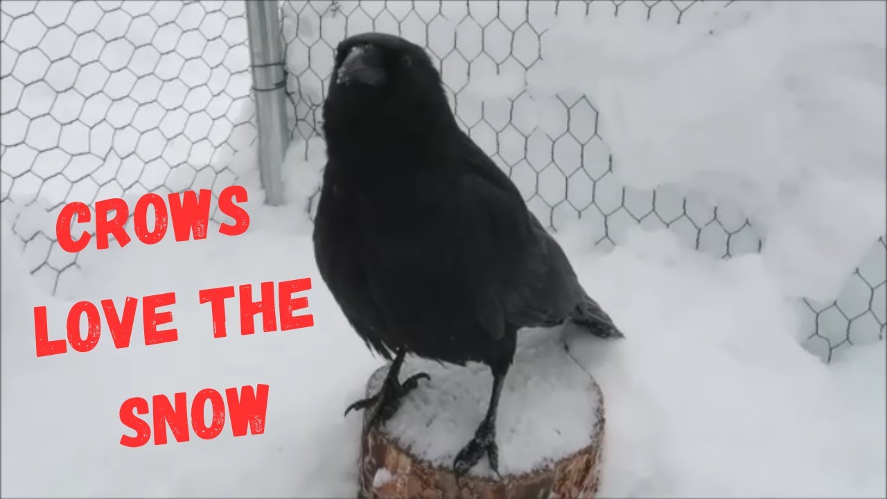 Crows in the snow - YouTube