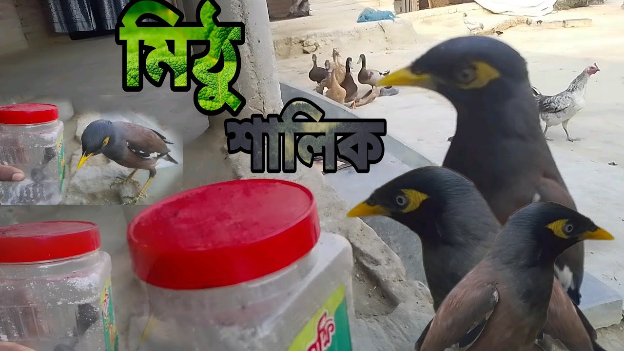 Shalik Pakhi || Mithu Shalik Pakhi || Telking Brids || শালিক পাখি # ...