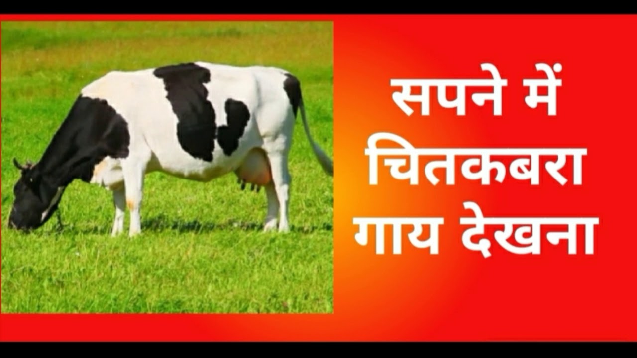 सपने में चितकबरी गाय देखना / sapne me chitkabri gaye dekhna - YouTube