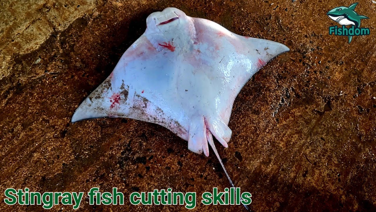 Amazing 😲 ! Stingray fish cutting and chopping skills village fish ...