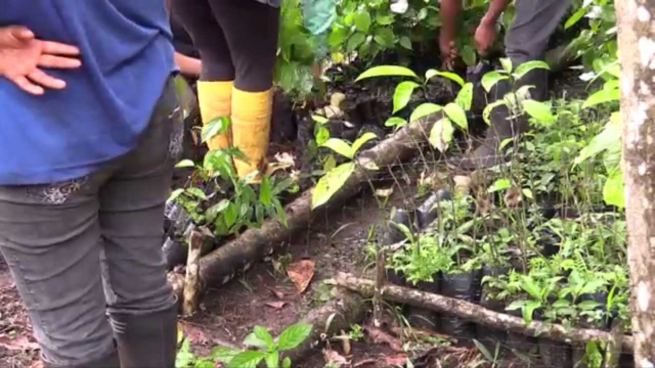 La reforestation en Equateur avec l'association Ishpingo - YouTube