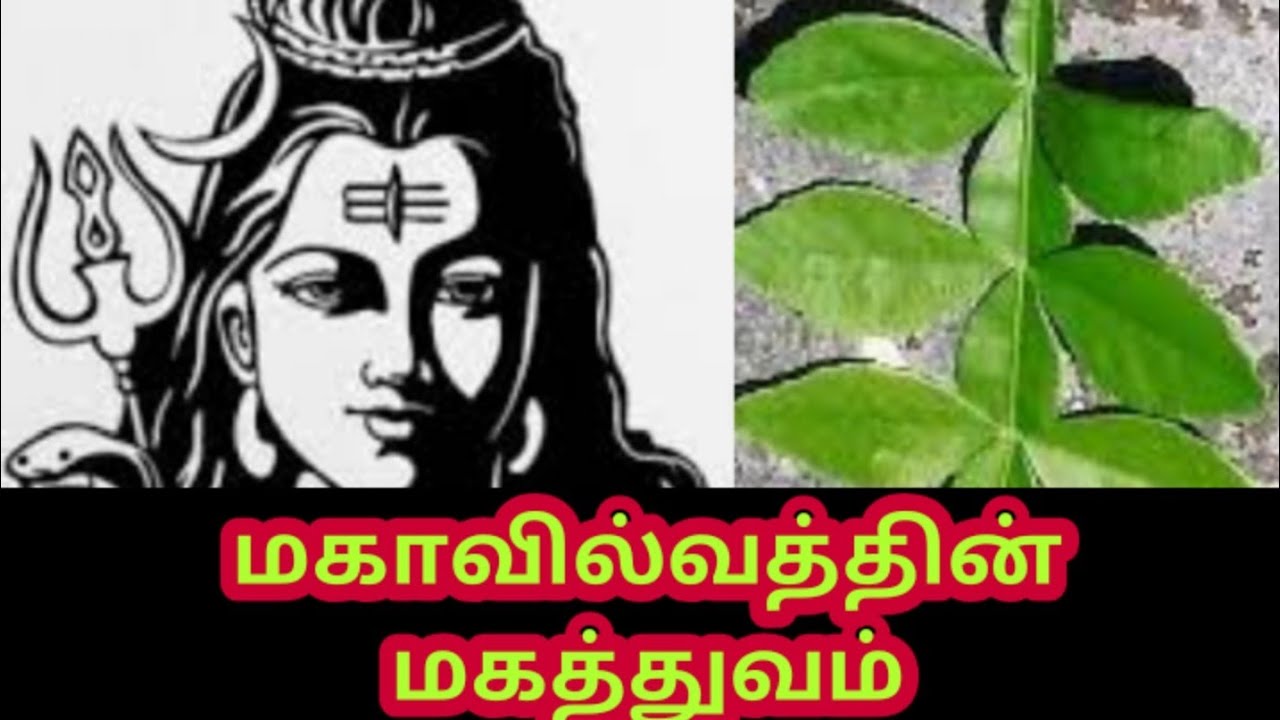 Maha Vilvam Mooligai|மகாவில்வம் மூலிகை| சங்ககால மலர்_32|தமிழ்காதலன் ...