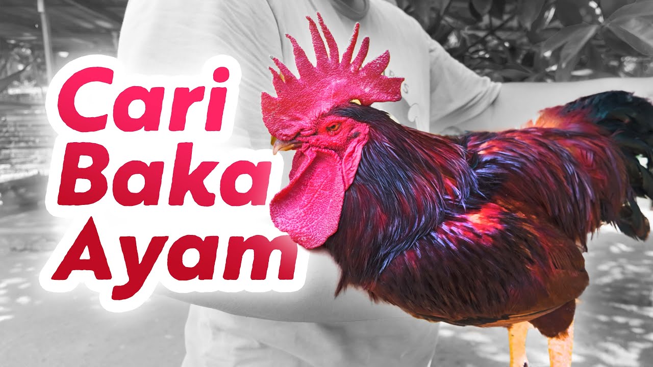 Yey! Jumpa baka ayam terbaik untuk saya | Rhode Island Red - YouTube