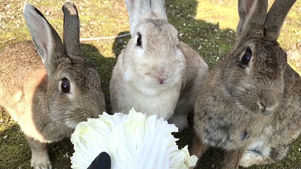 Here's a video that proves rabbits are the cutest animals in the world ...