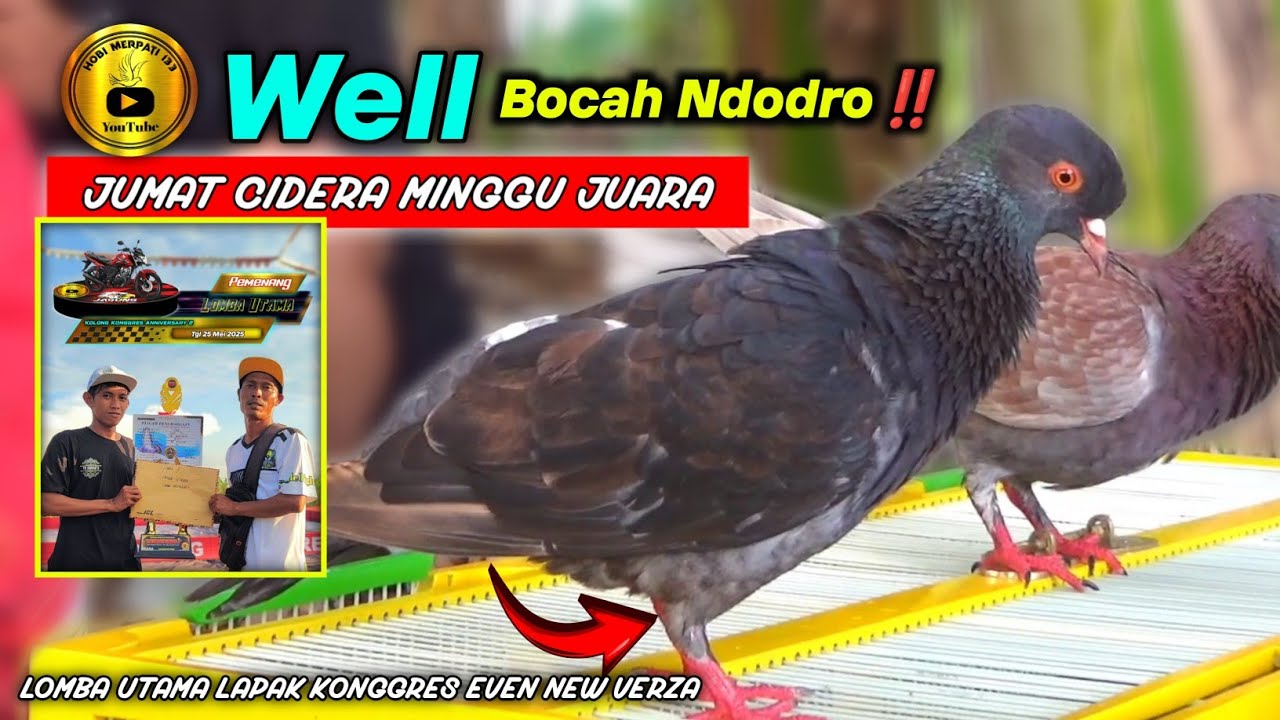 FUL BABAK 4 LAPAK KONGGRES EVEN verza MERPATI ADU DOR TARUNG CC - YouTube
