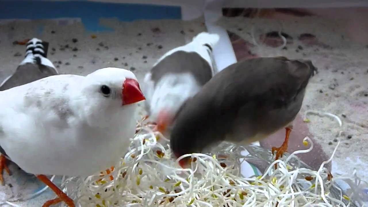 Zebrafinkar gillar groddar - YouTube