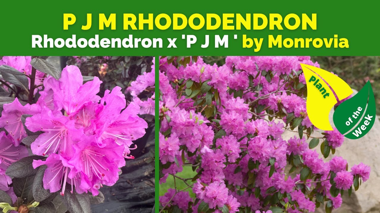 Purple Gem Rhododendron