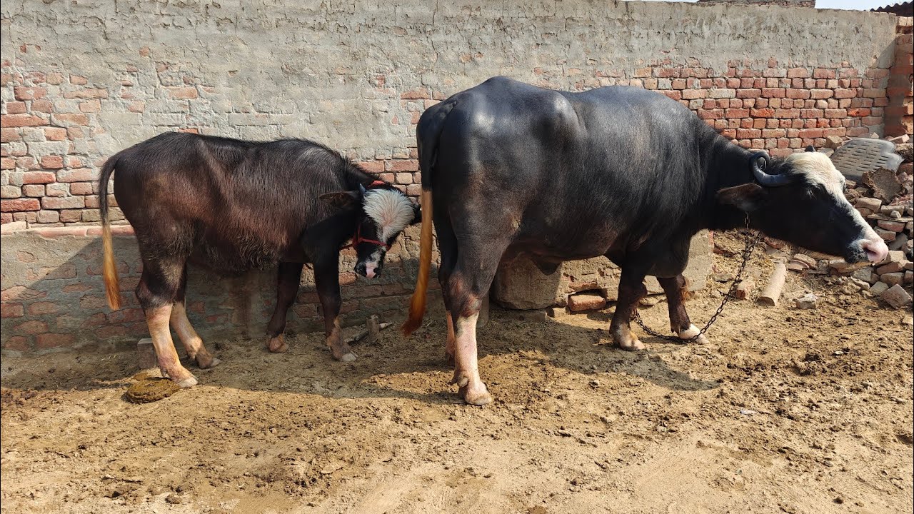 ਤੋਕੜ ਗੱਭਣ ਮੱਝ ਵਿਕਾਊ, One Buffalo For Sale - YouTube