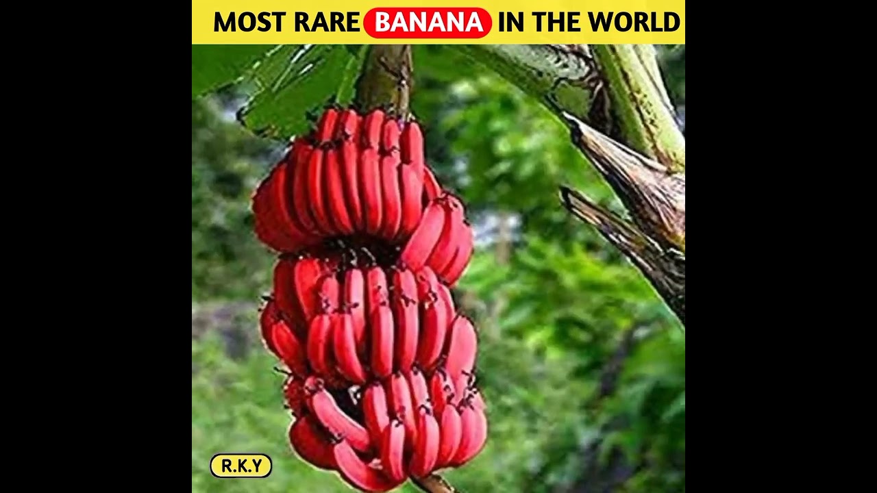 😱 Most Rare Banana In The World | Intresting Fact | #shorts - YouTube