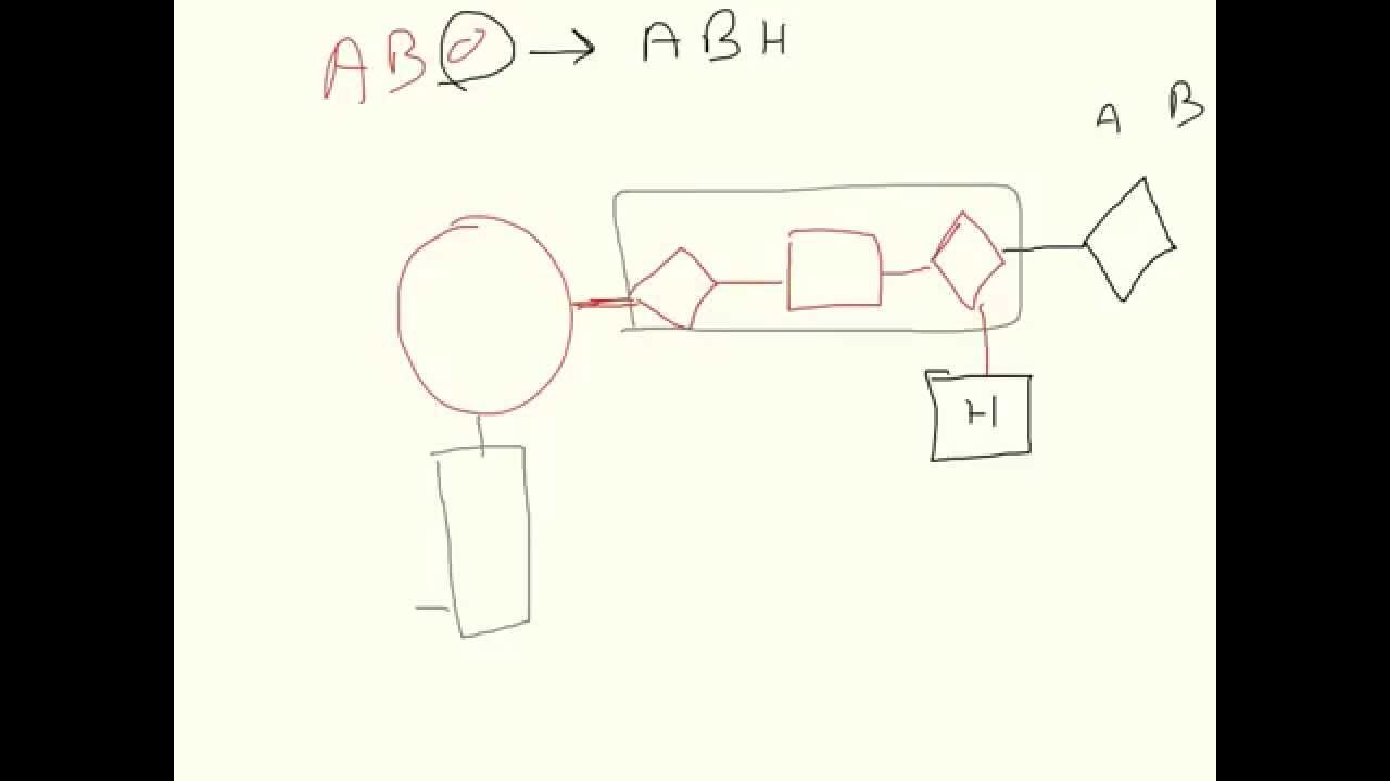 Blood type: Rh(+/-) Rhesus factor - YouTube