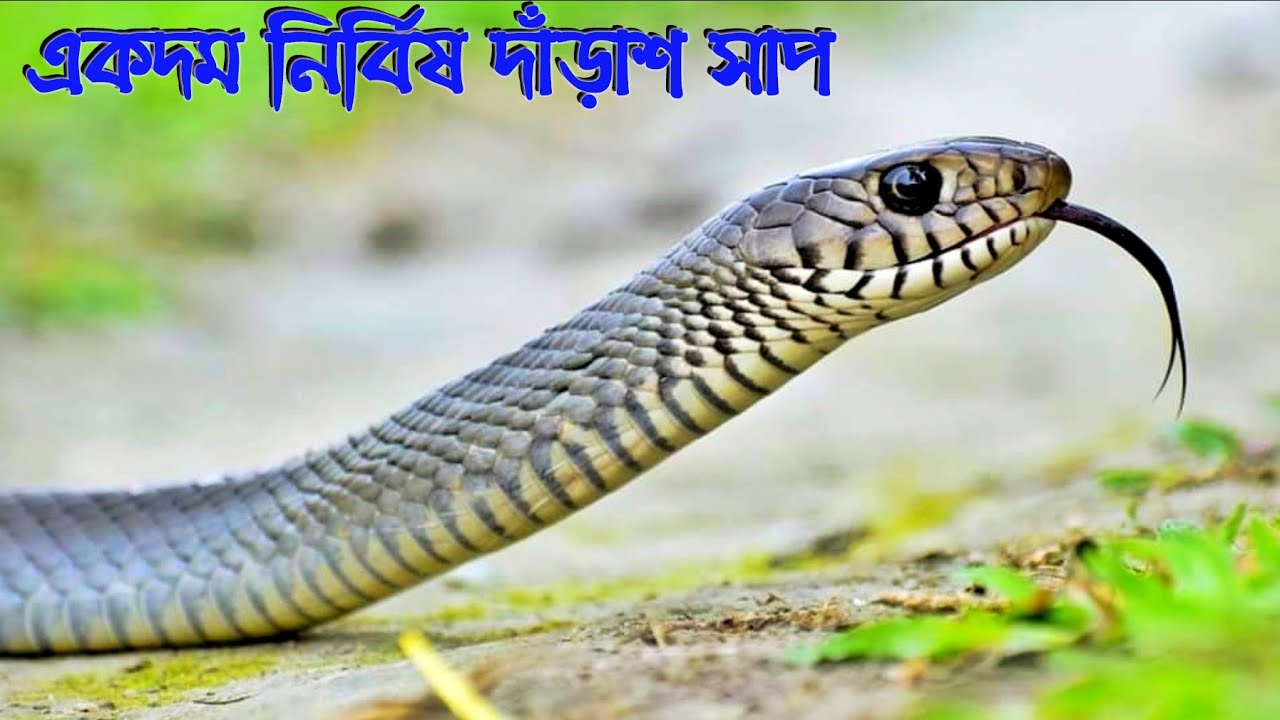 একদম নির্বিষ দাঁড়াশ সাপ || Indian Rat Snake || PrAtik Sarkar - YouTube