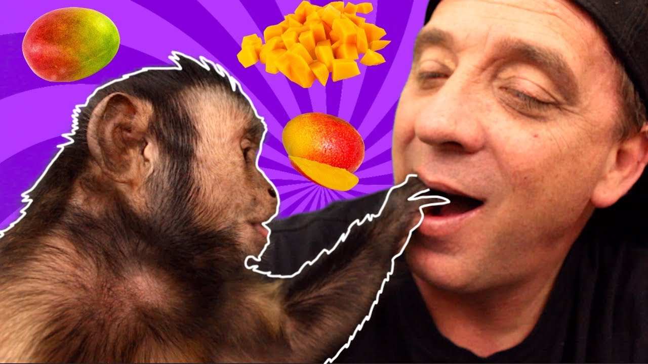 Monkey LOVES Mango Kernels! (SNACK TIME) - YouTube