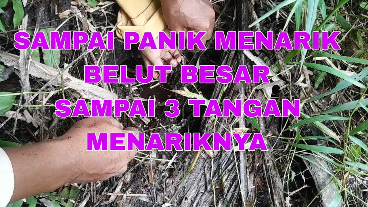 Mancing Belut Spot Rawa,Belutnya Besar Besar - YouTube