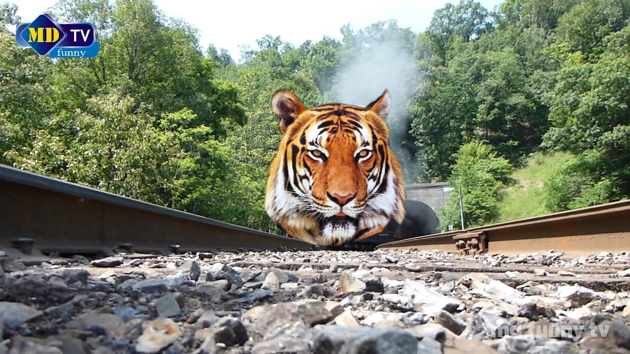 Khukhar Tiger Amazing Train Funny Video - Giant Tiger vs Two Trains ...