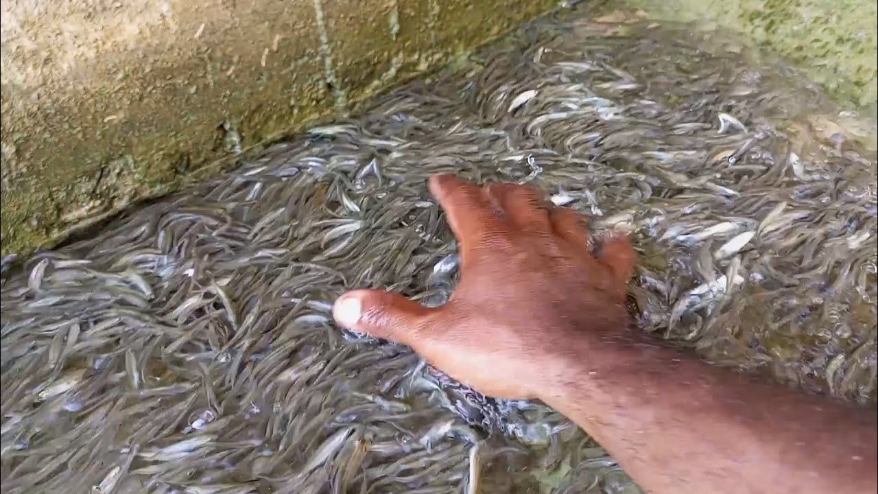 How to Catching Fish In Flood Water || Amazing Best Fish Hunting In ...